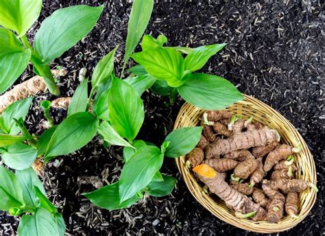 «Золотое молоко»: польза молока с куркумой. Простой рецепт