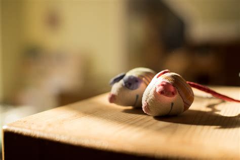 Sunscreen Permission