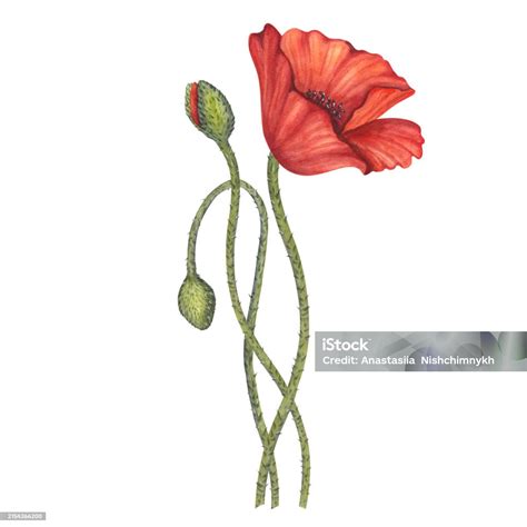 빨간 양귀비 꽃 뭉치 새싹 줄기 미국의 메모리얼 데이 호주의 안작 데이 기억하고 공경하십시오 초원 야생 꽃 들판 꽃이 만발합니다 손으로 그린 수채화 그림 고립 된 배경