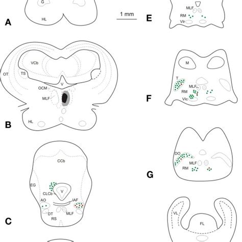 Electrophysiological Identification Of The Oculomotor Nucleus And
