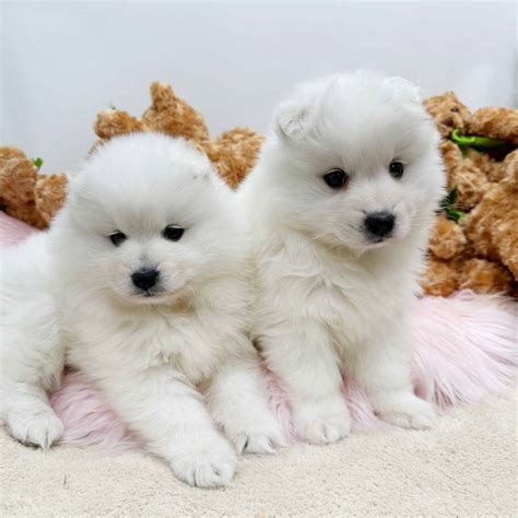 Bbs 애견분양 사모예드분양합니다