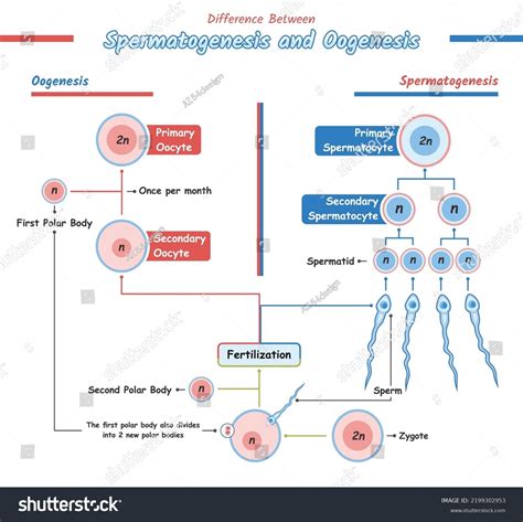 Simple Illustration Oogenesis Spermatogenesis Vector File Stock Vector
