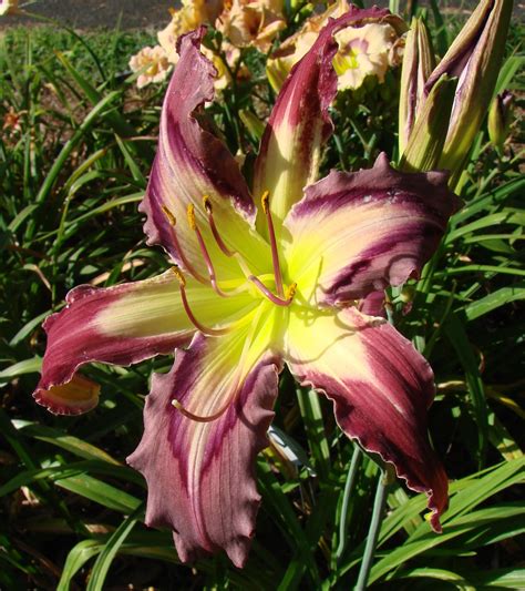 Earthly Treasures Daylily Garden Spider Fingers