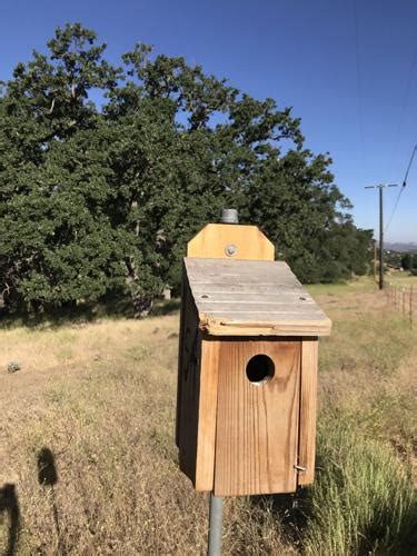 Western Bluebird Nest Box Program A Tehachapi Citizen Scientist