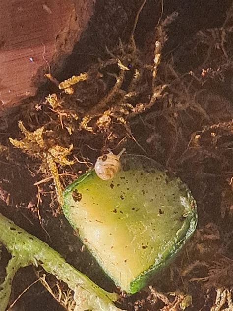 Runt Or Not R Snails