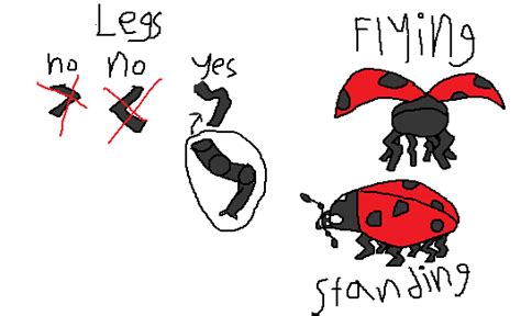 Ladybug Anatomy By Catdey On Deviantart