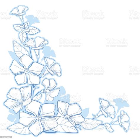 개요 Periwinkle 또는 Vinca 꽃 무리와 흰색 배경에 고립 된 파스텔 블루에 화려한 나뭇잎의 벡터 코너 부케 0명에