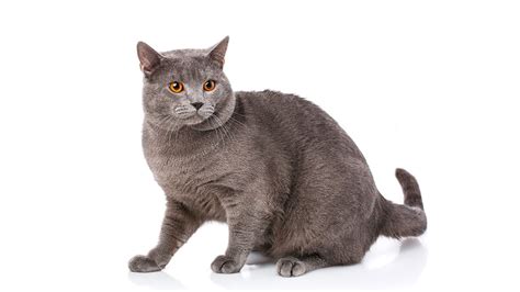 Certosino Prezzo E Carattere Del Gatto