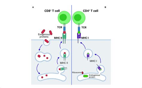 Antigen Presentation By Mhci And Mhcii Complexes A Presentation Of