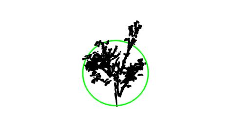 GitHub DtcMLOps CanopyMissing C Algorithm To Estimate Percent Canopy Missing Of A Stem Tree