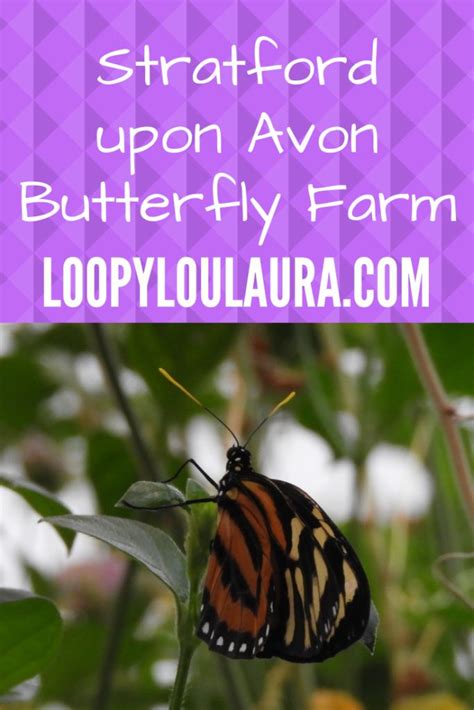 Stratford Upon Avon Butterfly Farm Loopyloulaura Stratford