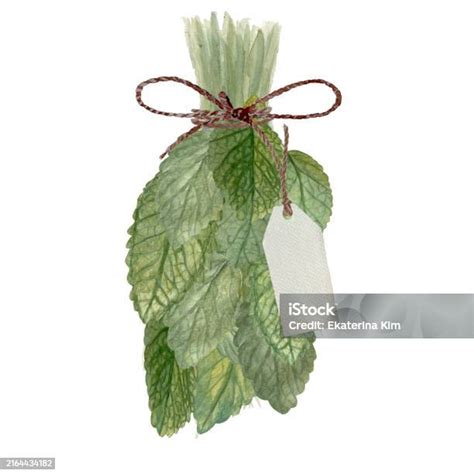 가격표가 있는 레몬 밤의 뭉치 와 수채화 그림 통하고 있는 백색에 고립되어 있는 카드 포장 기름 주입 약초 조리법 가이드 디자인