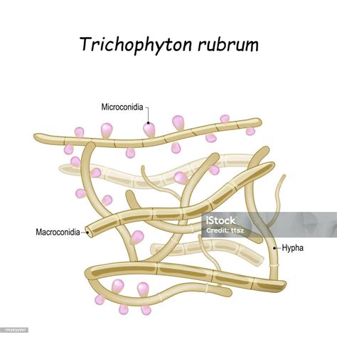 Trikofil Rubrum Closeup Jamur Dengan Hyphae Subur Macroconidia Dan
