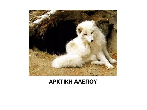 χλωριδα και πανιδα της αμερικης Pptx