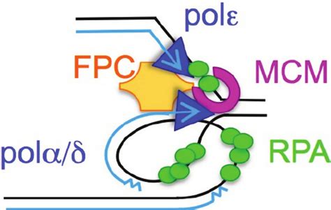 Cartoon Of The Replication Fork Showing The Replicative Polymerases