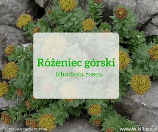 Rożeniec górski bardzo pomocny w depresji i psychicznym zmęczeniu WikiRose blog
