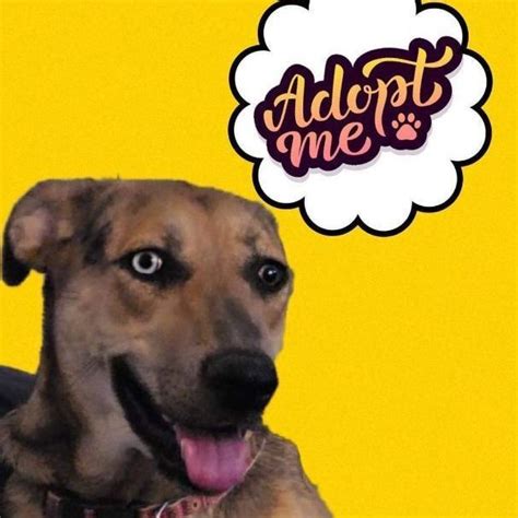 Adopt Yuna - Adopt Dogs & Cats on PuppiesNation