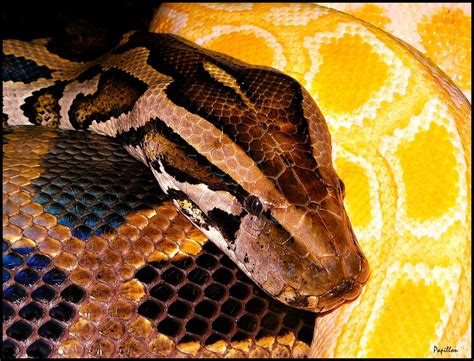 300 Free Boa Constrictor And Boa Images Pixabay