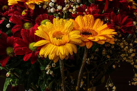 다른 붉은 국화 꽃의 배경에 아름다운 밝은 오렌지와 노란색 거베라 꽃 얕은 Dof 거베라 꽃잎에 선택적 초점 0명에 대한 스톡 사진 및 기타 이미지 Istock