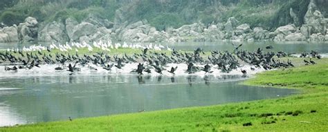 保护湿地营造鸟的天堂 61种3万余只鸟安然栖息 阳新网湖湿地迎来候鸟翩飞 荆楚网 湖北日报网