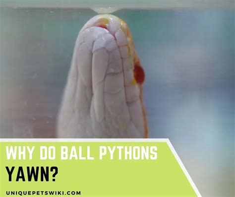 Why Do Ball Pythons Yawn All Your Concerns Answered