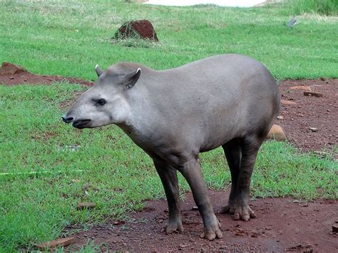 Il 27 aprile è la Giornata mondiale del tapiro LifeGate