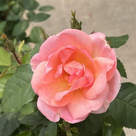 Links Greenhouse Rose