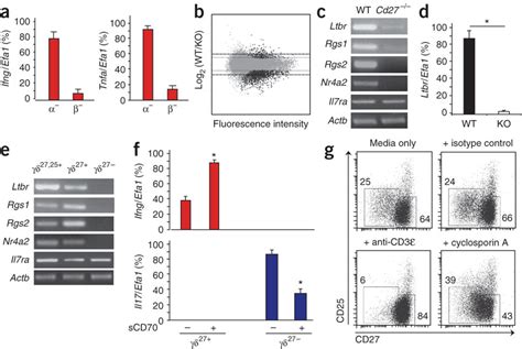 CD27 Signals Regulate The Differentiation Of Thymocytes A