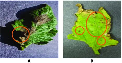 An Effective Image Based Tomato Leaf Disease Segmentation Method Using Mc Unet Pmc