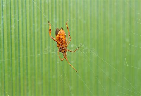 Dytiscus Marginalis In The Spider Web Stock Photo Image Of Macro Dytiscus