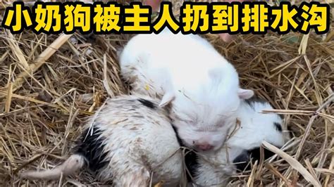 2只小奶狗被被主人扔到排水沟，太可怜了 Youtube