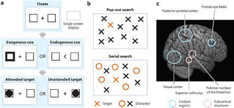 Figure 1 From Functional Specialization In The Attention Network