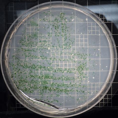 What 600 Days In Space Does To Living Cells Sciworthy