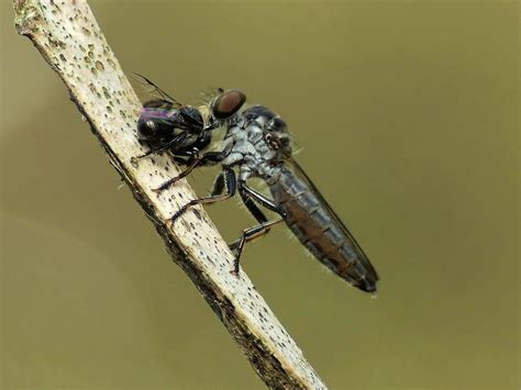 Robber Fly Asilidae Ausemade