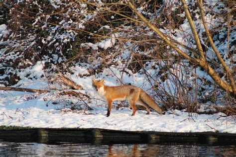 Fox Labeled Image Dataset Images Cv