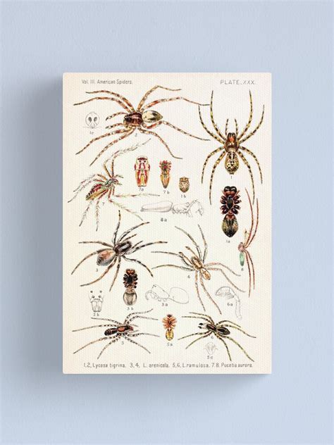 Lienzo Diagrama De Ara A Vintage Identificaci N De Insectos Ara As