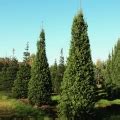 Ель сербская Цукерхут (Picea omorika Zuckerhut),купить ель,магазин елей ...