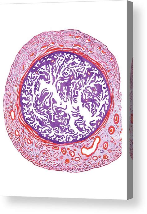 Female Genital System Acrylic Print By Asklepios Medical Atlas Pixels