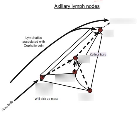Diagram Of Lecture 5 Axillary Lymph Nodes Quizlet