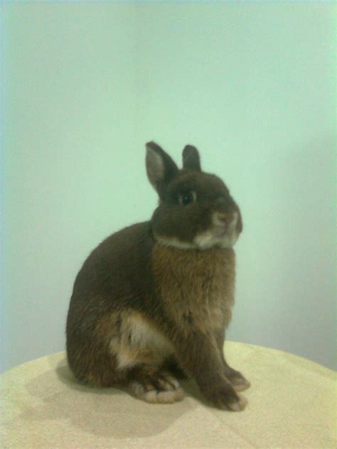 Rs Collection Rabbit Mating