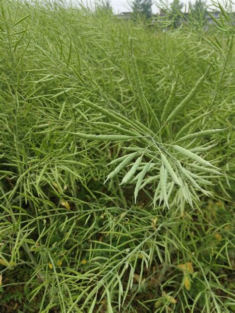 一桶菜籽半桶油農戶種油菜含油量這麼高的品種試種下不虧 每日頭條