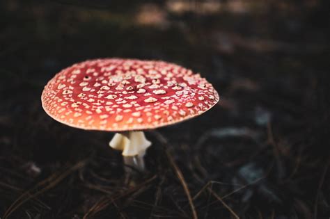 Toadstool Mushroom Poisonous Free Photo On Pixabay Pixabay