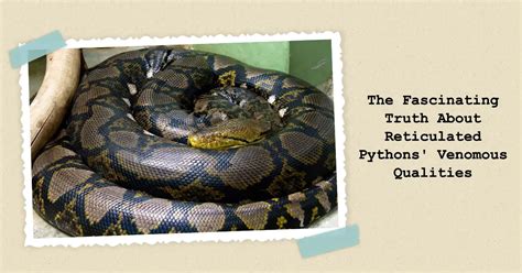 Are Reticulated Pythons Venomous