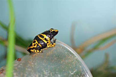 The Variable Harlequin Toad Returns From The Brink Go Visit Costa Rica