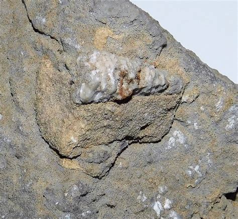 Sponge Or Archaeocyathid Fossil Id The Fossil Forum