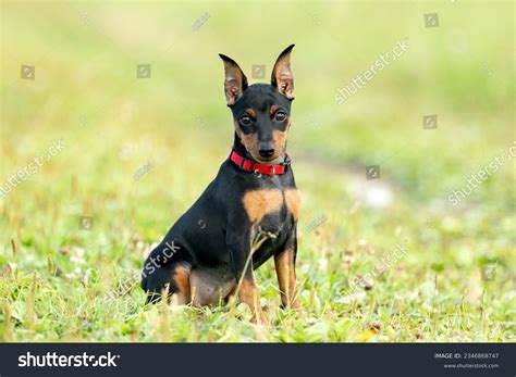 Miniature Red Doberman Pinscher Puppies