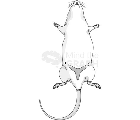 Free Rat Reproductive System Body Full Icons Symbols Pictures And Images Mind The Graph