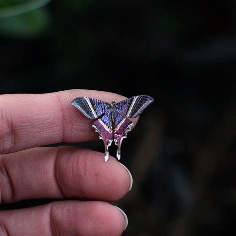 Micro Moon Eyetail Moth Moth And Myth