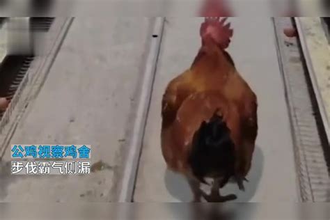 公鸡视察鸡舍步伐霸气侧漏网友有种车间主任的范儿