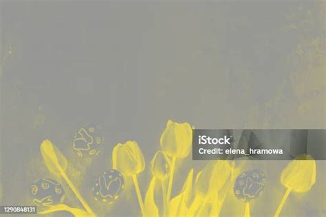 튤립 꽃과 부활절 달걀 휴일 배경 상단 보기 플랫 레이 2021년 올해의 옐로우 와 얼티밋 그레이 컬러를 일루미네이션 0명에